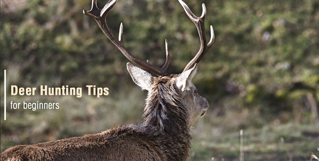 Deer Hunting Tips for Beginners : Learn the Best Way to Hunt Deers